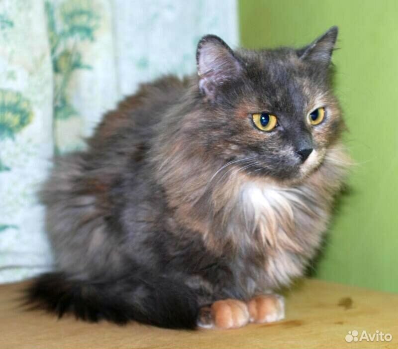 В дар пушистая кошечка Джессика