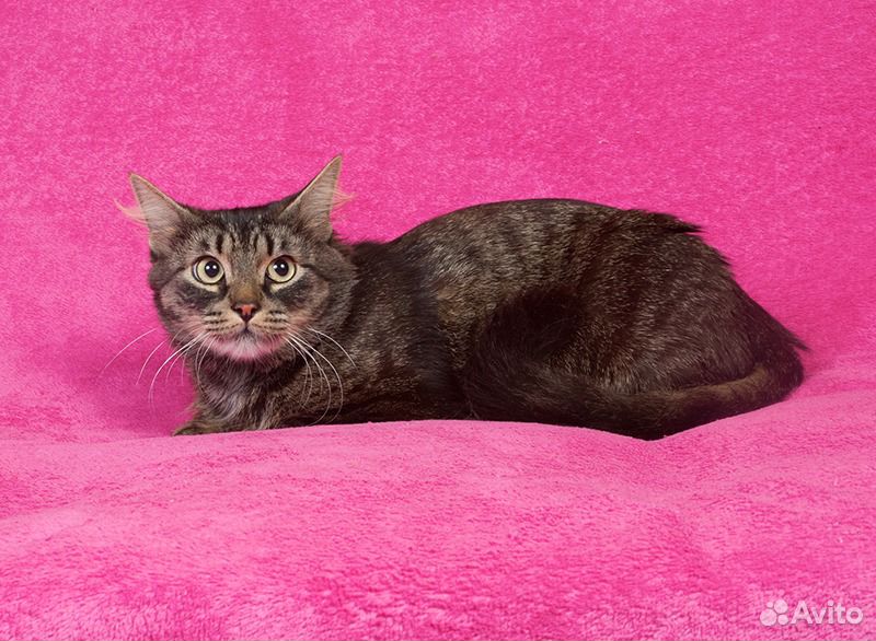 Кошка Манечка в добрые руки