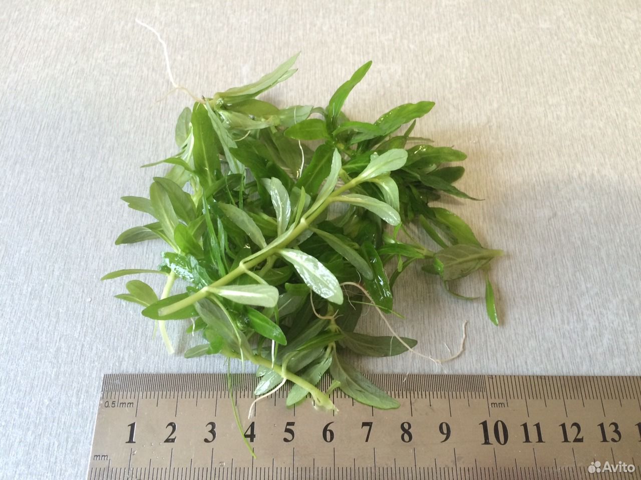 Прополка Стаурогин ползучий (staurogyne repens)