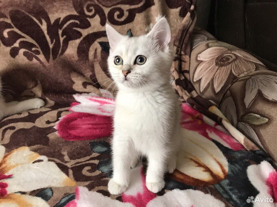 Котята песцовых окрасов