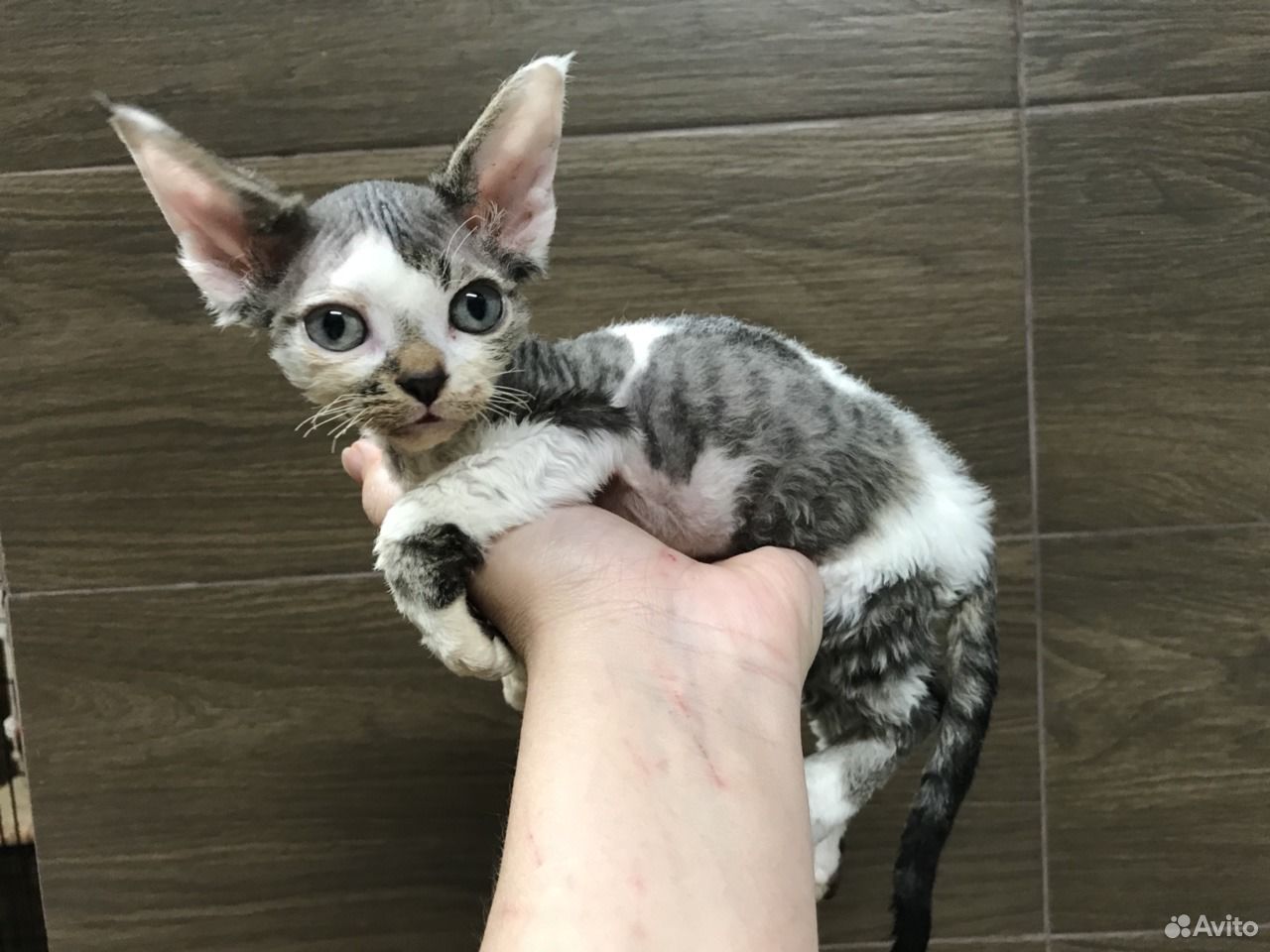 Котик Dominos
