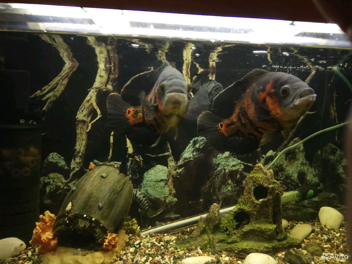 Пара Астронотусов