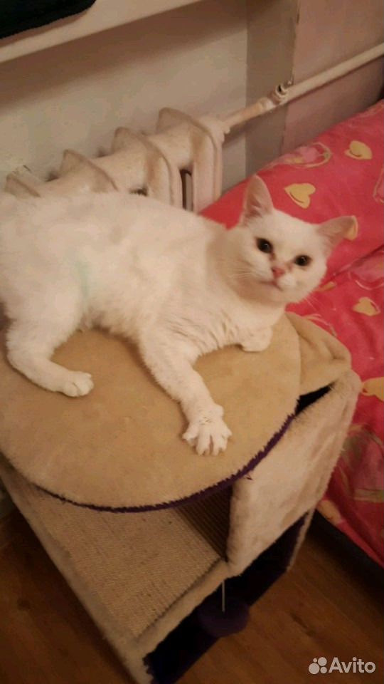 Белая кошечка Белочка 2года стерилизованная