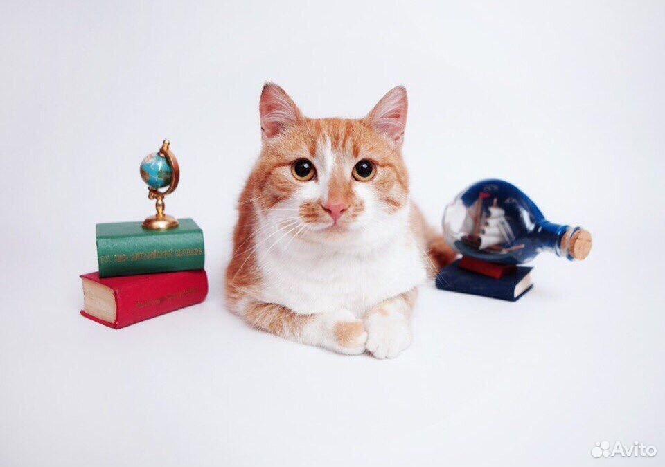 Котёнок Златочка