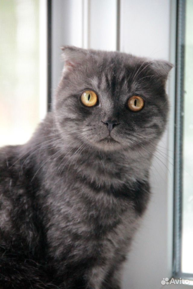 Шотландский вислоухий кот в дар
