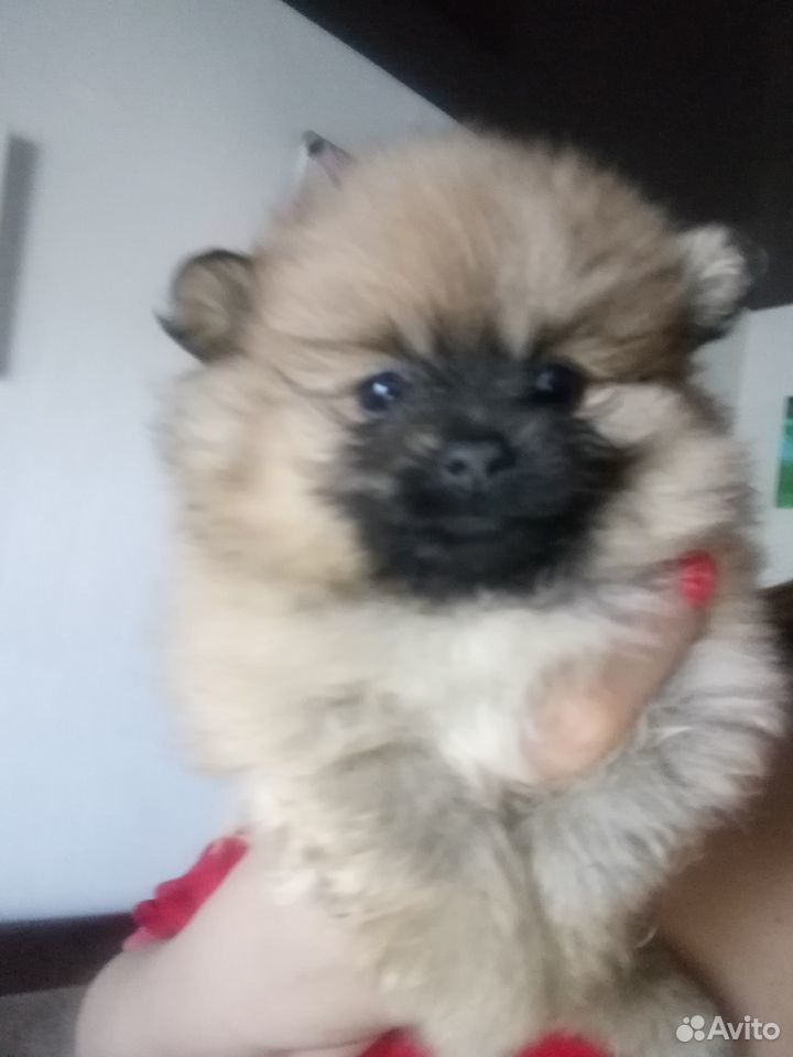 Милые комочки