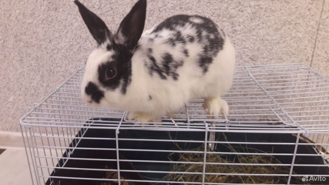 Декоративный кролик