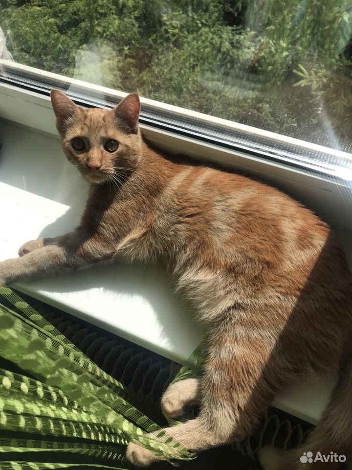Котёнок Марс в добрые руки