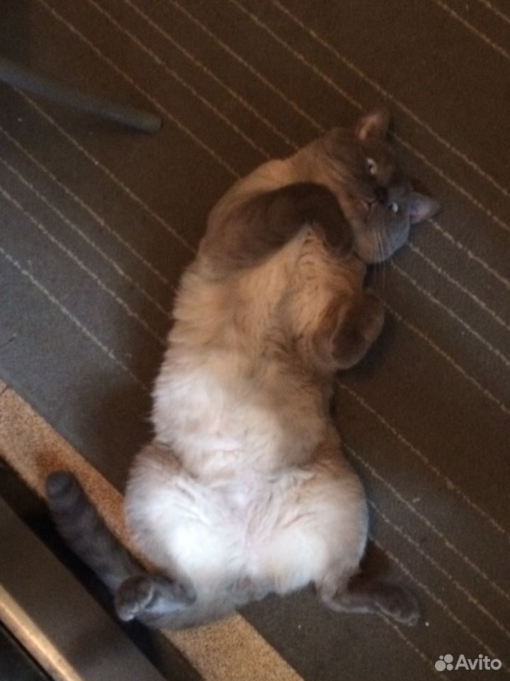 Коту нужна новая хозяйка