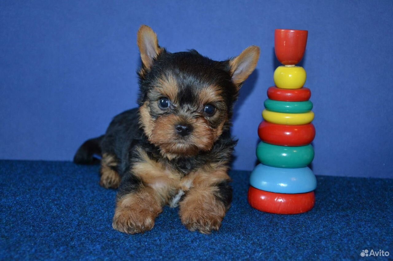 Самые обаятельные и привлекательные