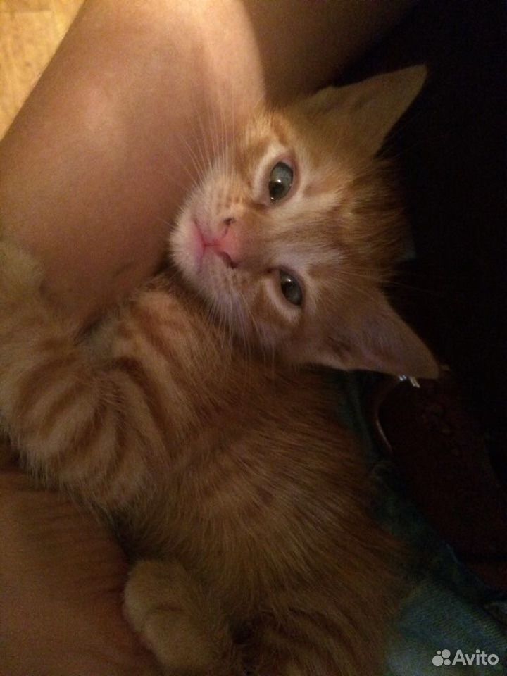 Рыжие котята в доме к деньгам