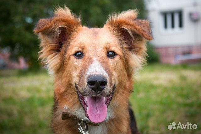 Щенок Вальтер в добрые руки