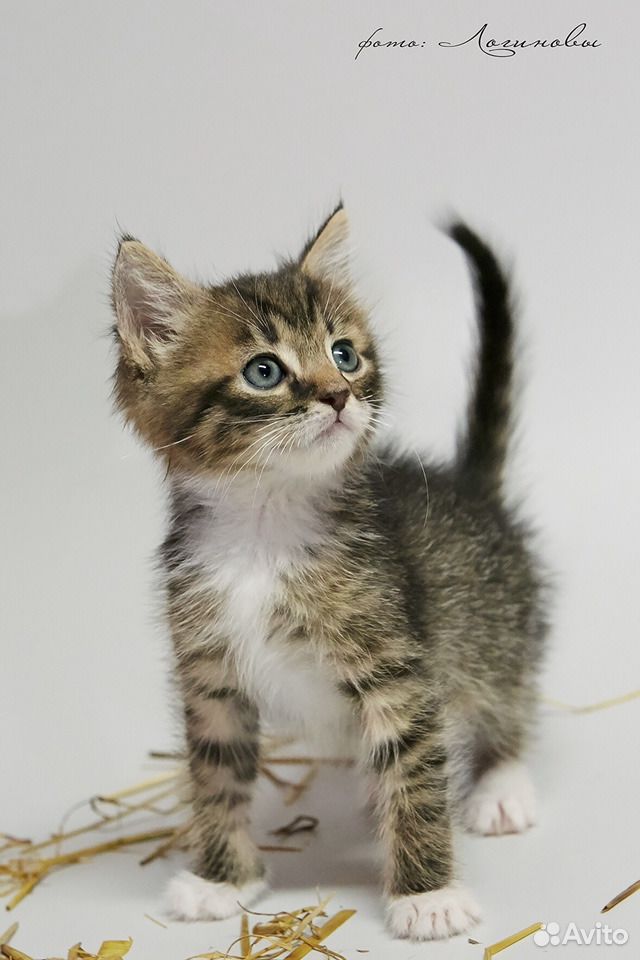 В добрые руки