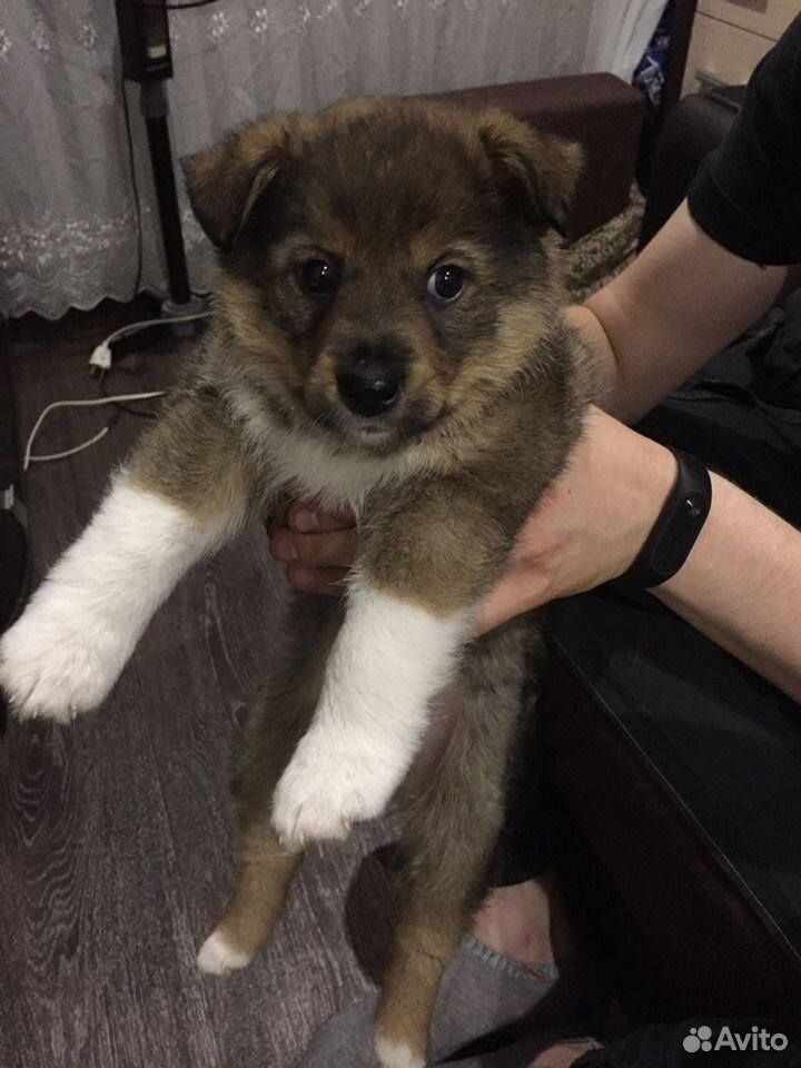 Щеночек в добрые руки