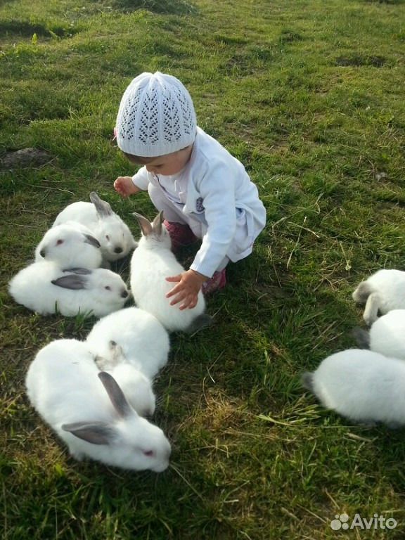 Кролики породы калифорниец