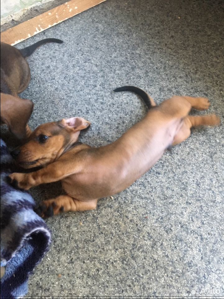 Щенки таксы