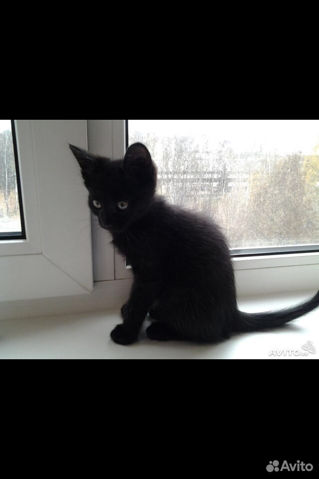 Черный котенок в добрые руки