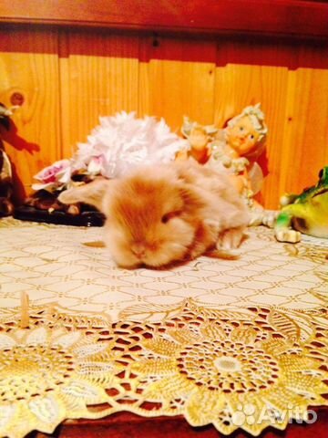 Вислоухий баран