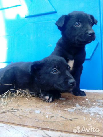 Плюшевые, весёлые черныши - щенки в добрые руки