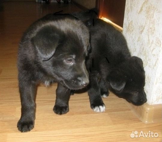 Плюшевые щенки в добрые руки