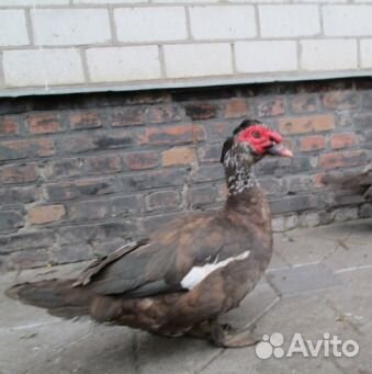 Племенные Мускусные утки в молодняк Тосно