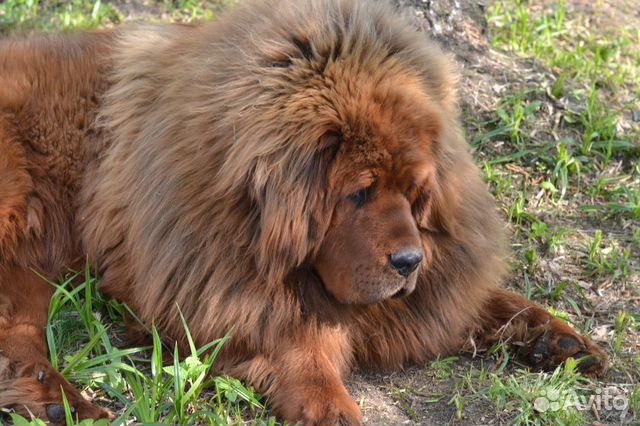 Тибетские мастифы Китай продажа-обмен