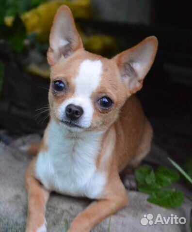 Чихуахуа г-ш бело-палевый чудо-мальчик