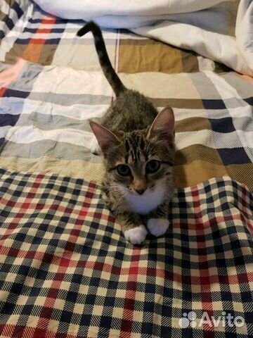 Котенок Терракотовая табби полосатая девочка 3мес