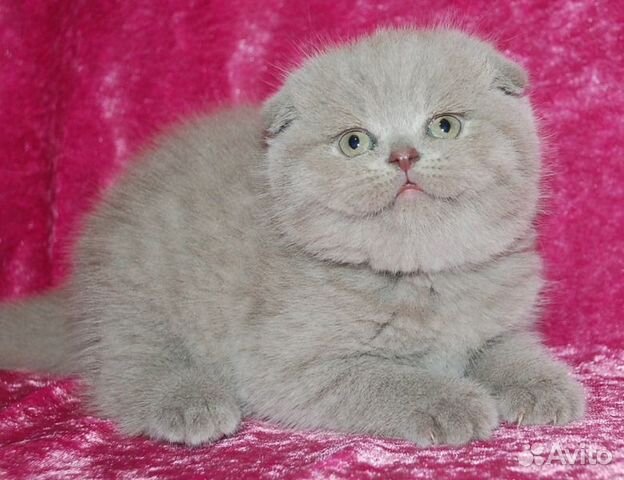 Бутузы-карапузы