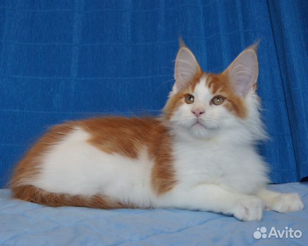 Солнечный мальчик Мейн-Кун