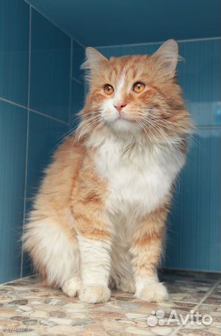Кот Леопольд