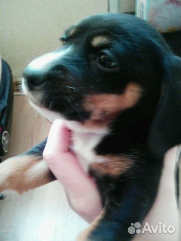 Метис карликовой таксы