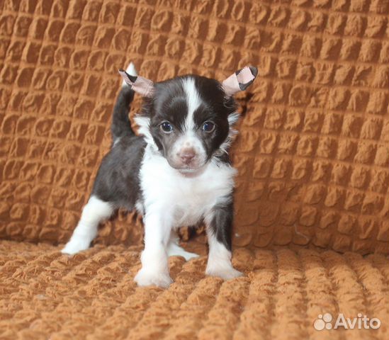 Мальчик пуховичок настоящего шоколадного окраса