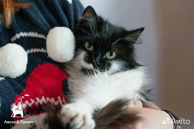 Ласкушка Марушка красавица кошка:)