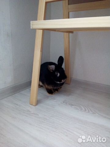 Кролик домашний