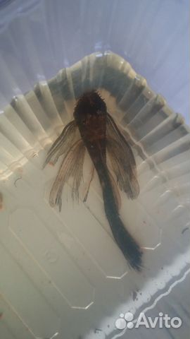 Сомик вуалевый