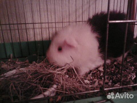 Морская свинка (самец)