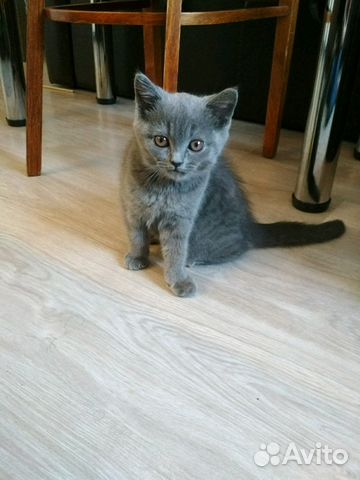 Мальчик британец 2,5 месяца