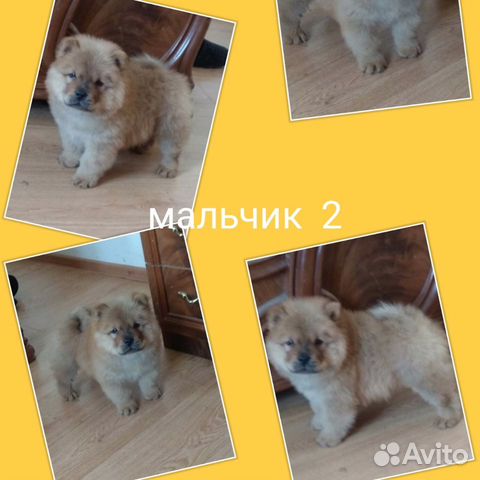 Щенки чау чау