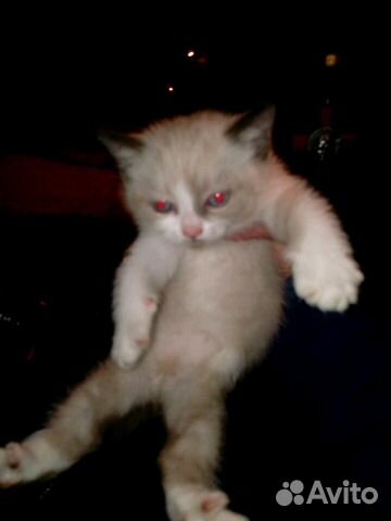 Котёнок шотландский колор-поинт