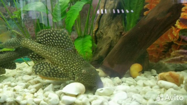 Сом Парчевый Птеригоплихт