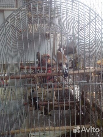 Продам даром разных птиц