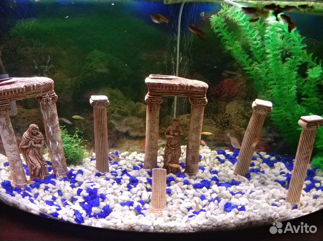 Гуппи Данио Аквариумные рыбки