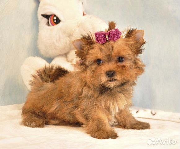 Совсем маленькая рыжая девочка