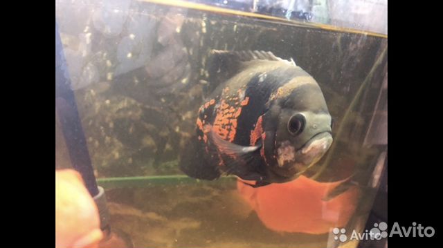 Отдам астронотуса