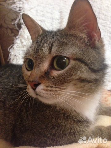 Самая ласковая кошка Плюшка