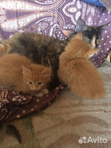Котята метисы мейн-куна