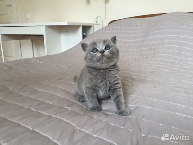 Британские котята (1 месяц)