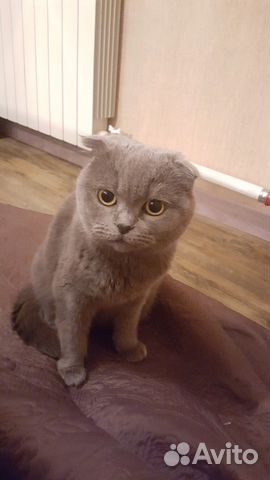 Отдадим шотландскую кошечку в хорошие руки