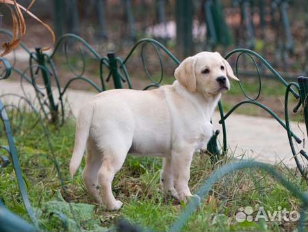 Палевые лабрики